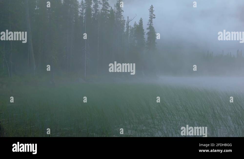 Growing Grass Inside The Wetland With Steam Fog And Forest In Cascade ...