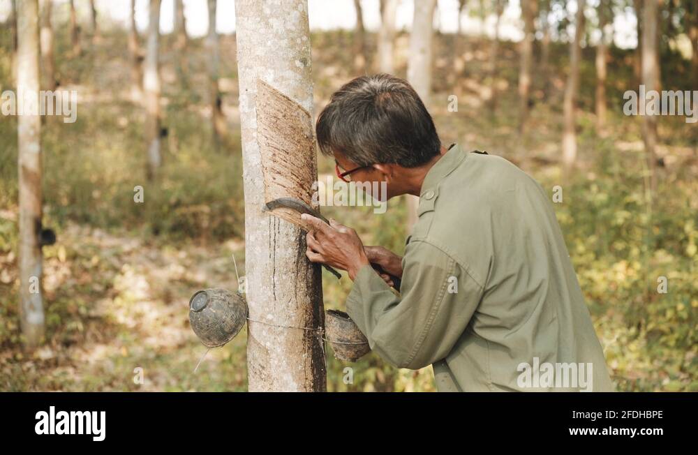 Thai man tapping a rubber tree in Thailand Stock Video Footage - Alamy