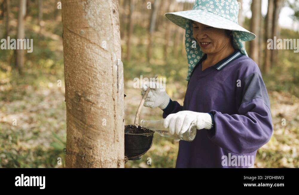 Coagulation of rubber latex Stock Videos & Footage - HD and 4K Video ...