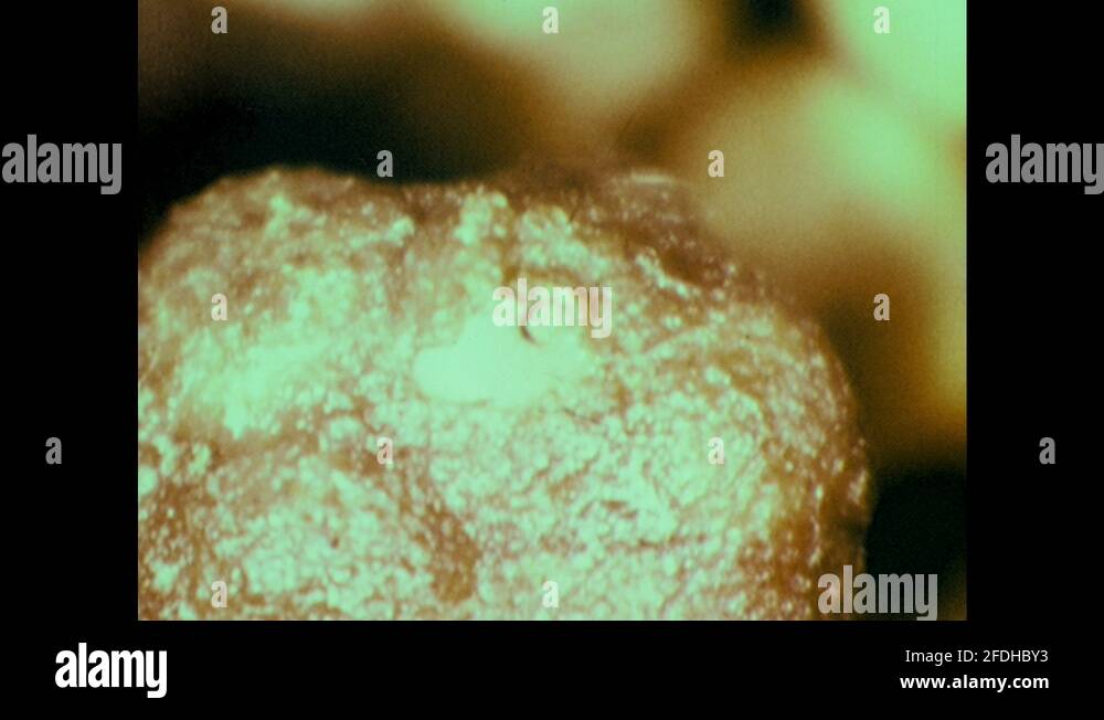 1950s: Bee egg begins to hatch. Bee grub in nest. Bee cocoon Stock ...