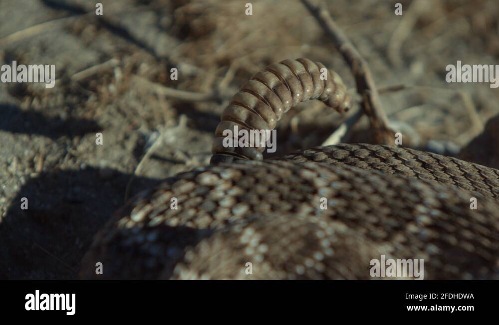 Beautiful tail Stock Videos & Footage - HD and 4K Video Clips - Alamy