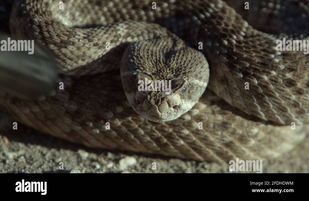 Rattlesnake strike Stock Videos & Footage - HD and 4K Video Clips - Alamy