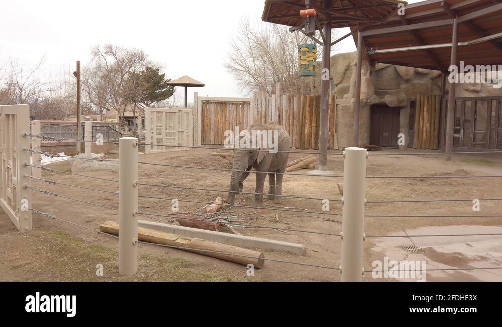 Zoo elephant enclosure Stock Videos & Footage - HD and 4K Video Clips ...
