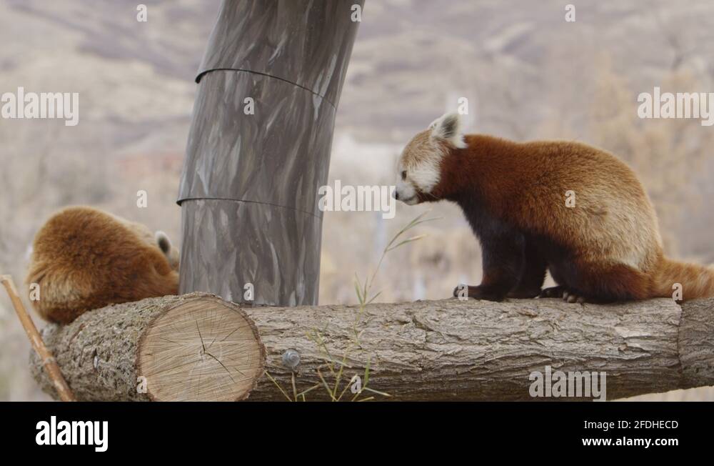 Resting structure Stock Videos & Footage - HD and 4K Video Clips - Alamy