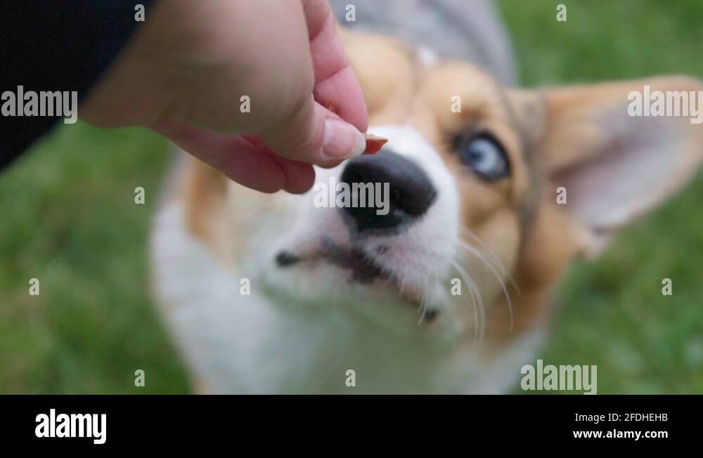 Corgi feeding Stock Videos & Footage - HD and 4K Video Clips - Alamy