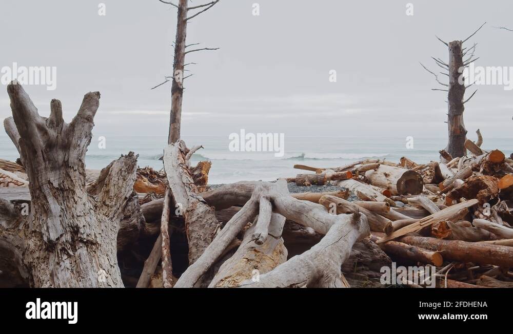 Deforestation cutted trees construction Stock Videos & Footage - HD and ...