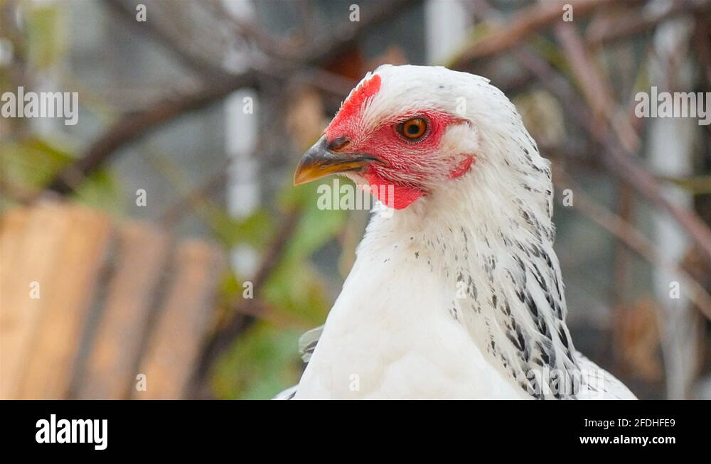 White hen wings Stock Videos & Footage - HD and 4K Video Clips - Alamy