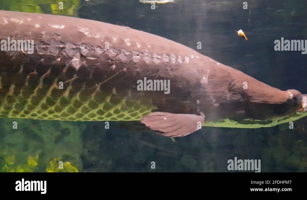 Arapaima arapaima Stock Videos & Footage - HD and 4K Video Clips - Alamy