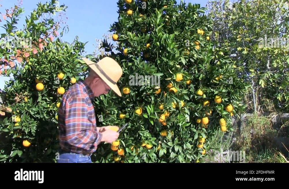 Elder grove Stock Videos & Footage - HD and 4K Video Clips - Alamy