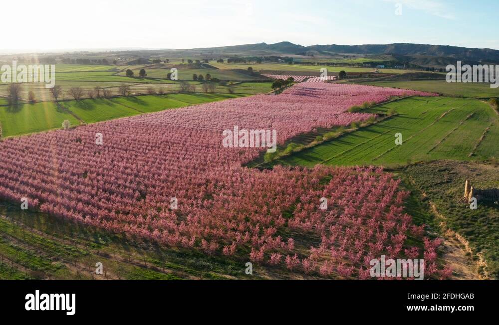 Peach field Stock Videos & Footage - HD and 4K Video Clips - Alamy