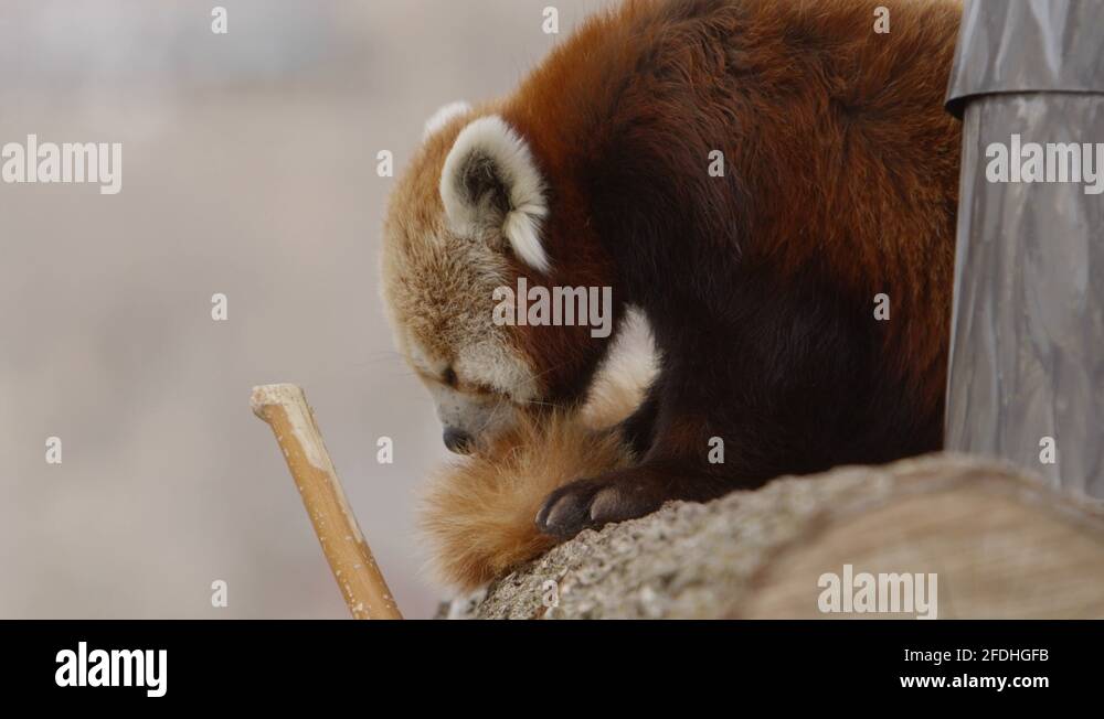 Coat grooming Stock Videos & Footage - HD and 4K Video Clips - Alamy