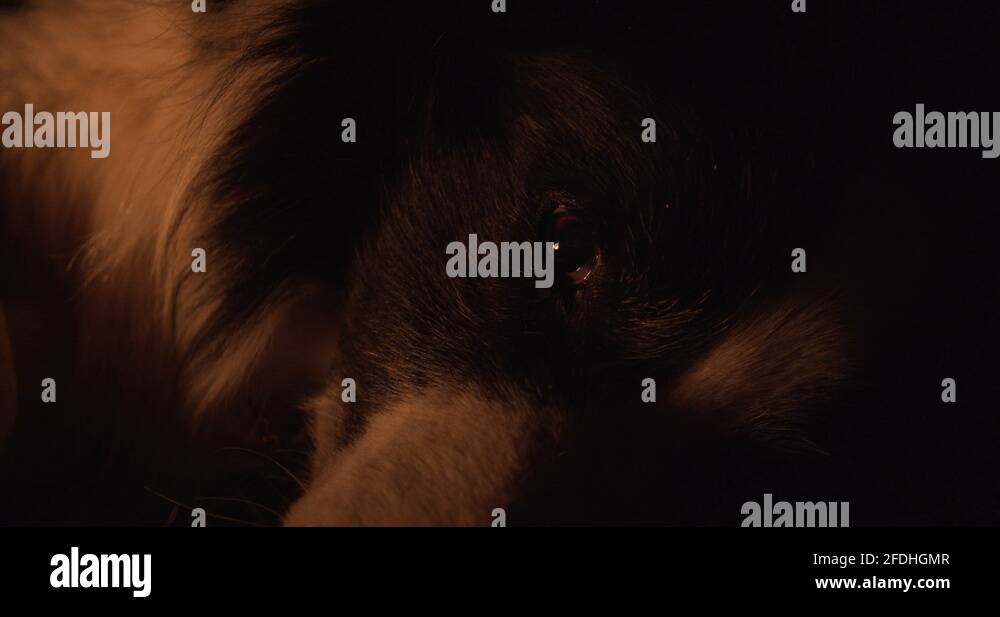 Firelight face Stock Videos & Footage - HD and 4K Video Clips - Alamy