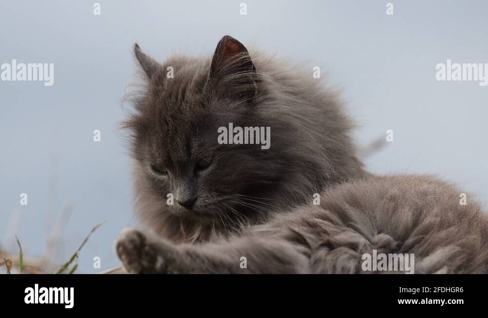 Stern cat Stock Videos & Footage - HD and 4K Video Clips - Alamy