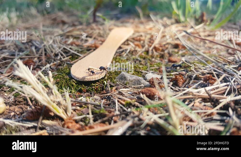 Biotope ant Stock Videos & Footage - HD and 4K Video Clips - Alamy