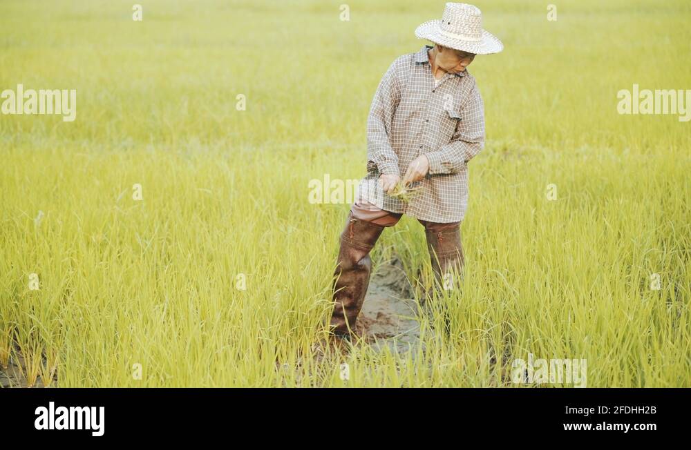 Old woman in rice field Stock Videos & Footage - HD and 4K Video Clips ...