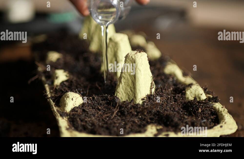 Man planting beans Stock Videos & Footage - HD and 4K Video Clips - Alamy