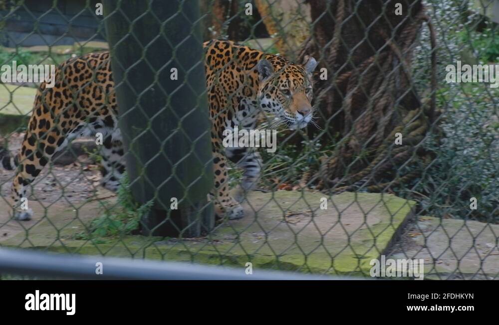 Cat behind mesh wire Stock Videos & Footage - HD and 4K Video Clips - Alamy