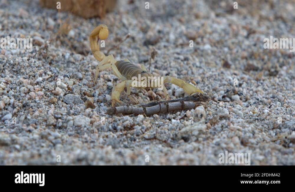 Scorpion hunting in the desert Stock Videos & Footage - HD and 4K Video ...
