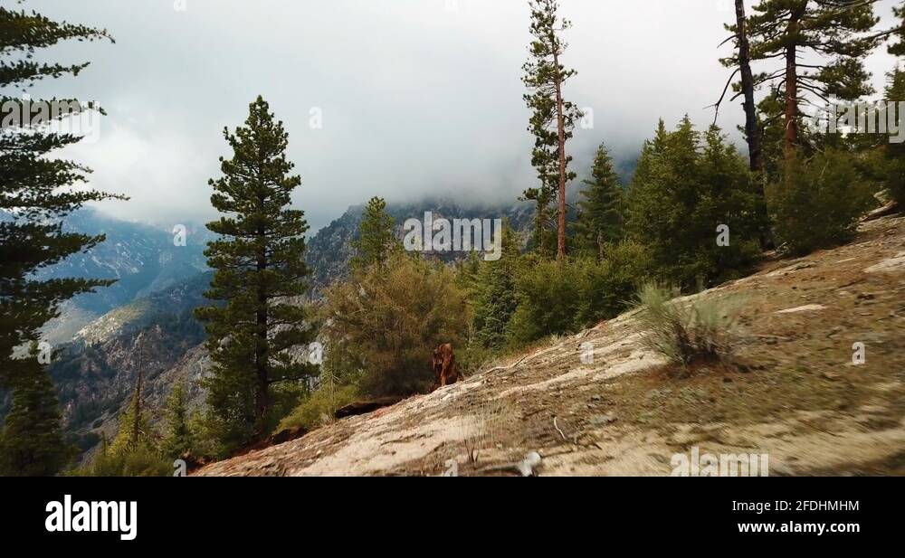 Pine crest Stock Videos & Footage - HD and 4K Video Clips - Alamy