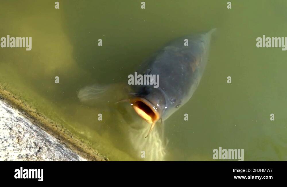 Hungryfish Stock Videos & Footage - HD and 4K Video Clips - Alamy