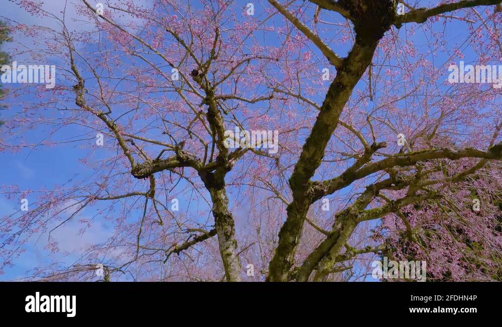 A Tall Cherry Blossom Tree On A Bright Sunny Day - A Charming ...