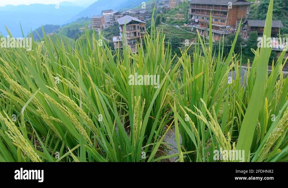 Pingan rice terraces Stock Videos & Footage - HD and 4K Video Clips - Alamy