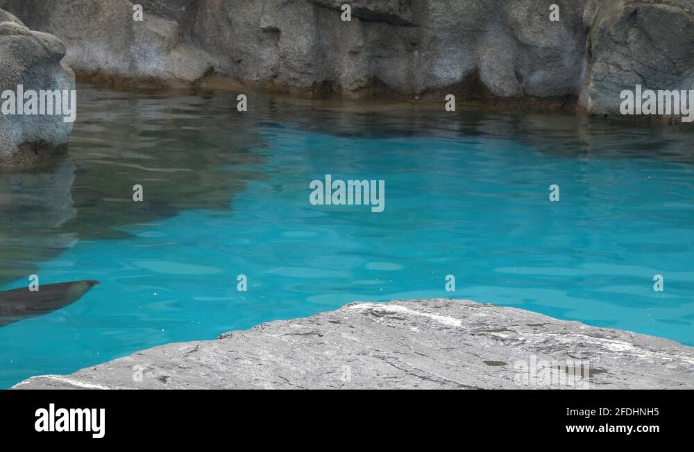 Pool zoo Stock Videos & Footage - HD and 4K Video Clips - Alamy