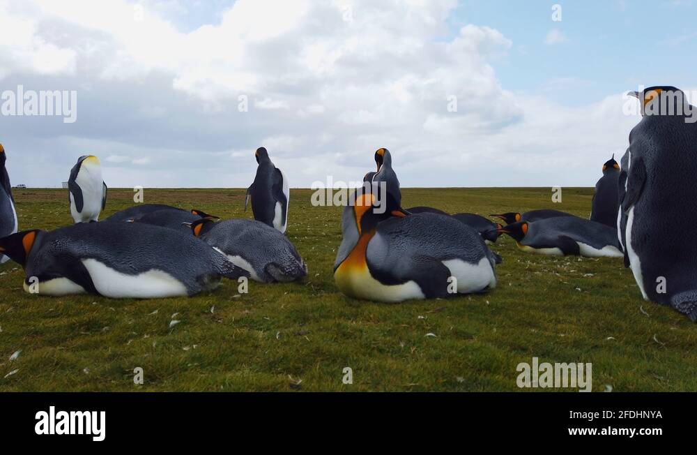 Species penguins Stock Videos & Footage - HD and 4K Video Clips - Alamy