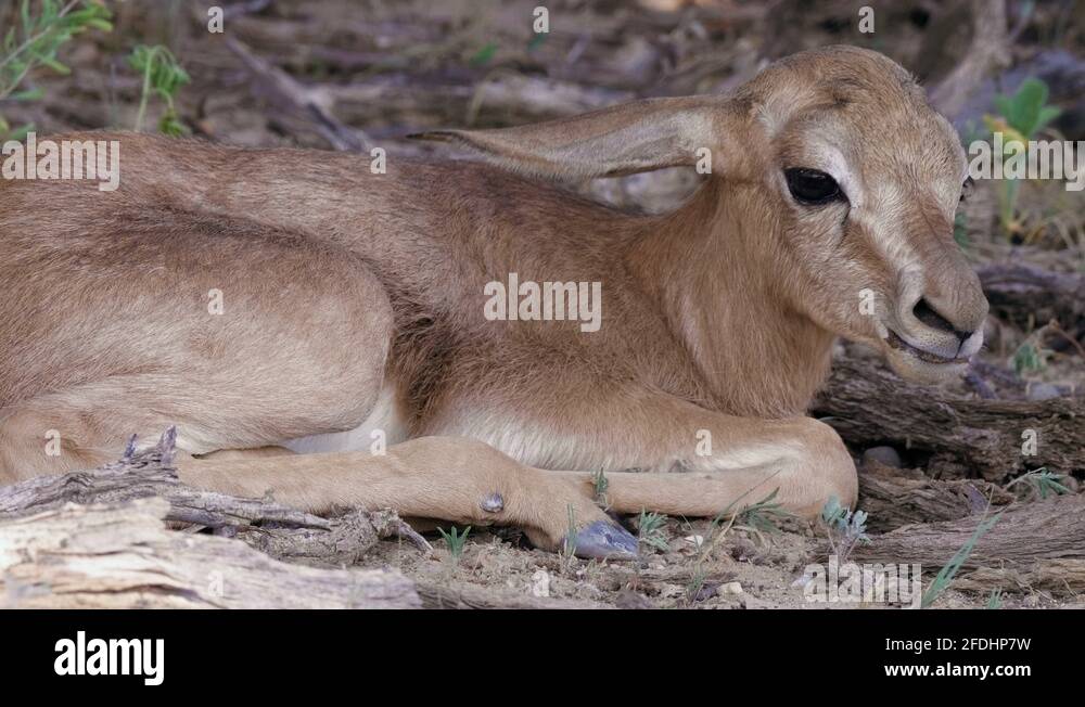 Springbok head Stock Videos & Footage - HD and 4K Video Clips - Alamy