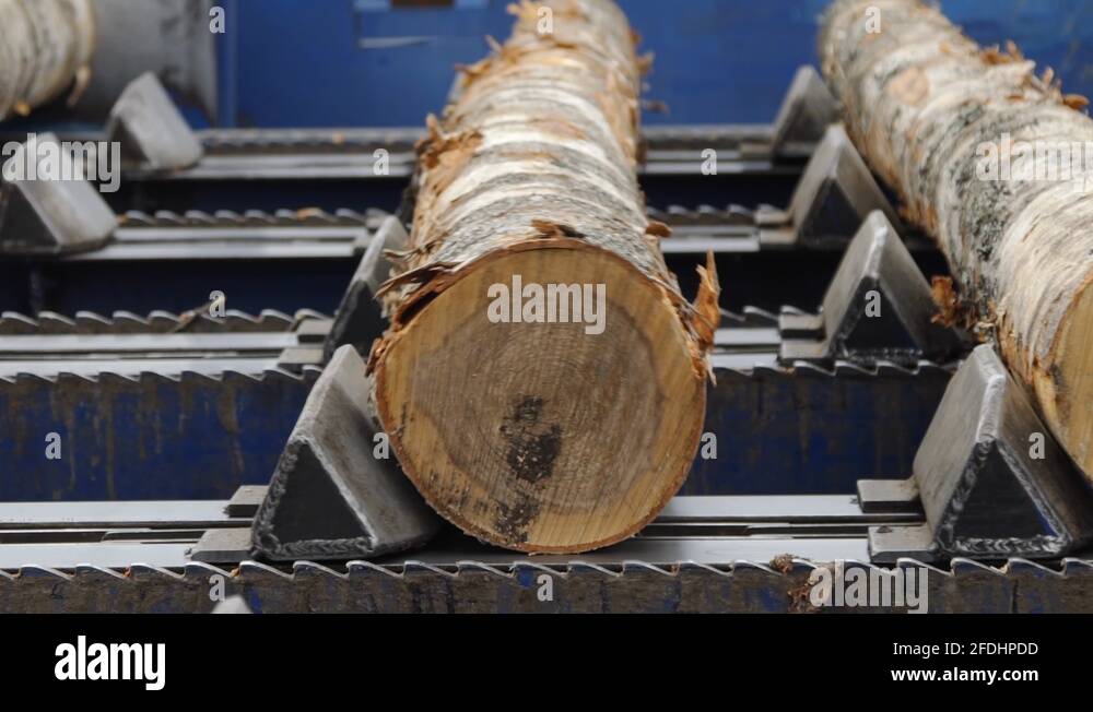 Lumber industry. Conveyors of logs in front of cutting machines. The ...