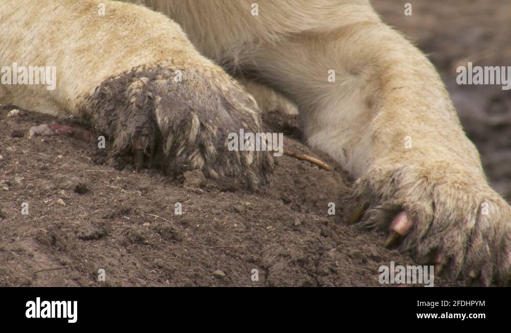 Lion claws Stock Videos & Footage - HD and 4K Video Clips - Alamy