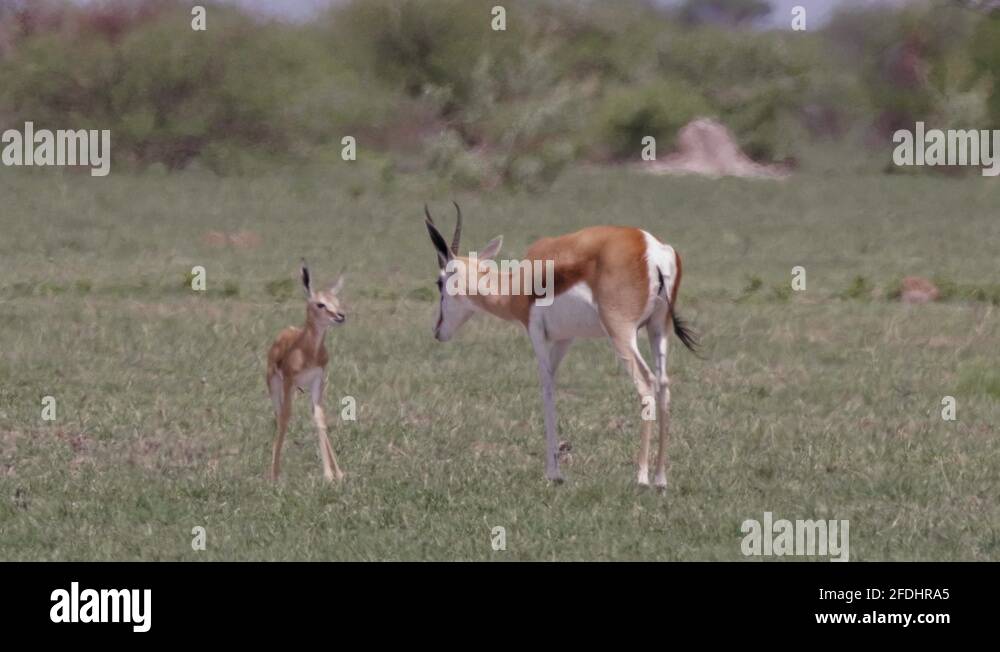 Springbok calf and its mother standing in a dry open field, hot air ...