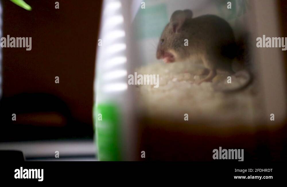 Trapped mice Stock Videos & Footage - HD and 4K Video Clips - Alamy