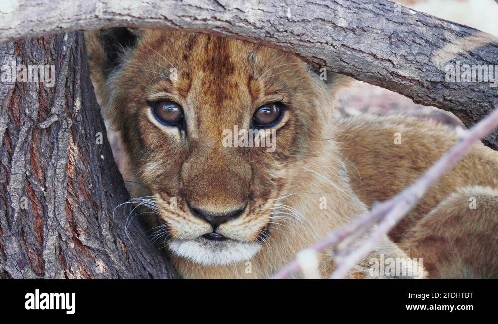 Month old lion cub lion Stock Videos & Footage - HD and 4K Video Clips ...