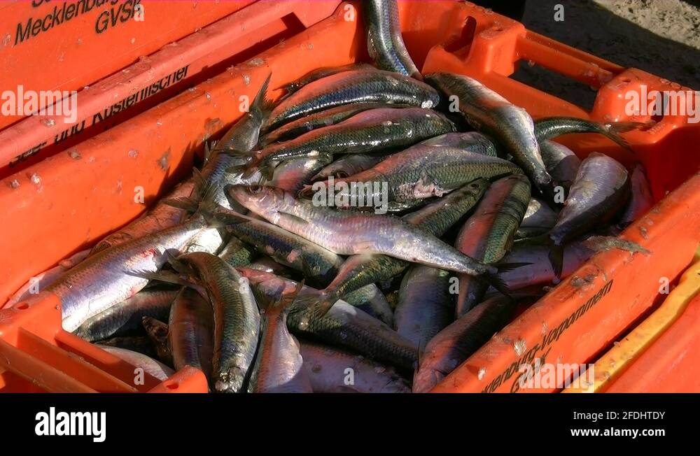 Fisch fauna Stock Videos & Footage - HD and 4K Video Clips - Alamy