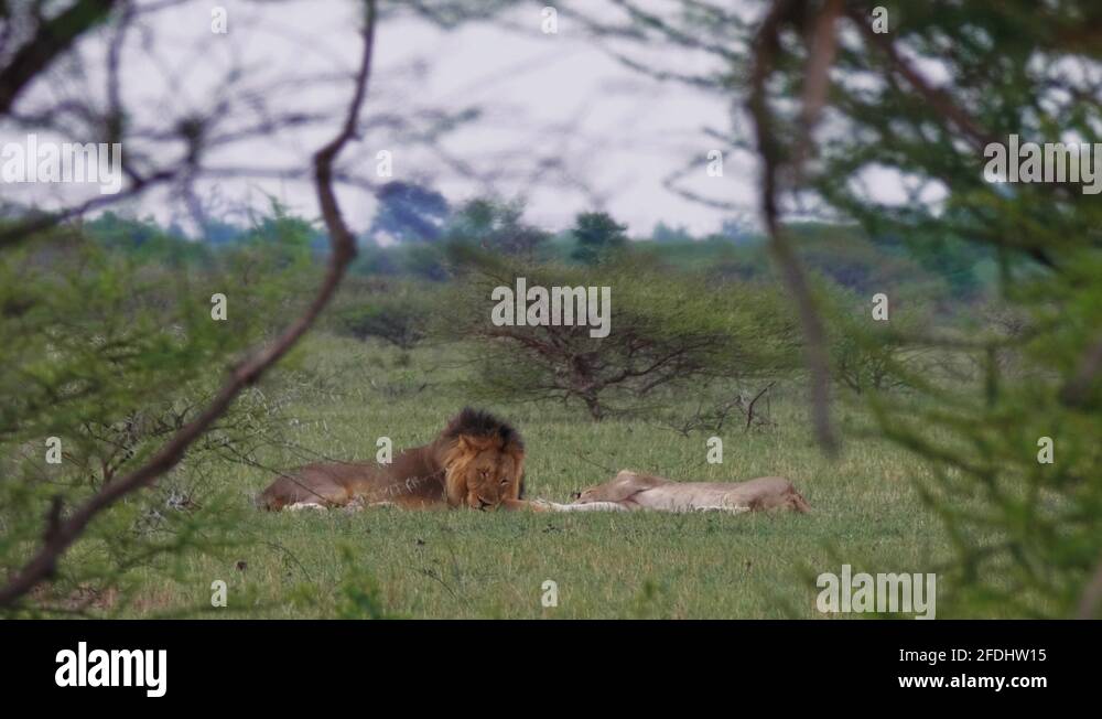 Mane lioness Stock Videos & Footage - HD and 4K Video Clips - Alamy