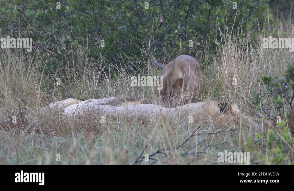 Back to back lions Stock Videos & Footage - HD and 4K Video Clips - Alamy