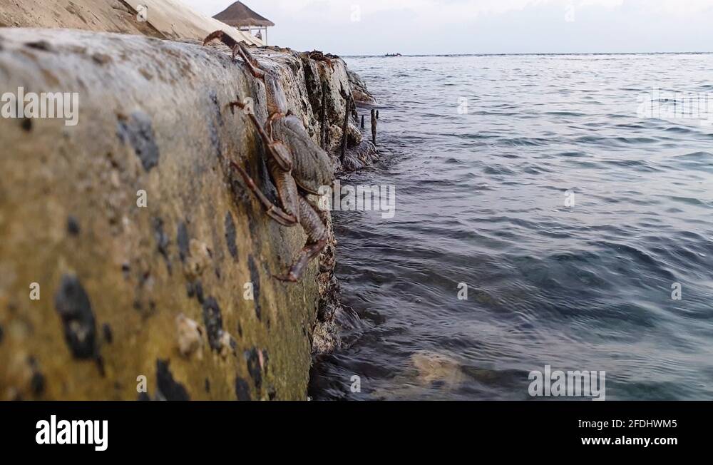 Ground level walk following swift footed crabs of Maldives on rocks ...