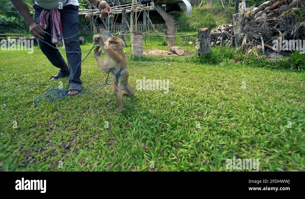 Monkey breaking Stock Videos & Footage - HD and 4K Video Clips - Alamy
