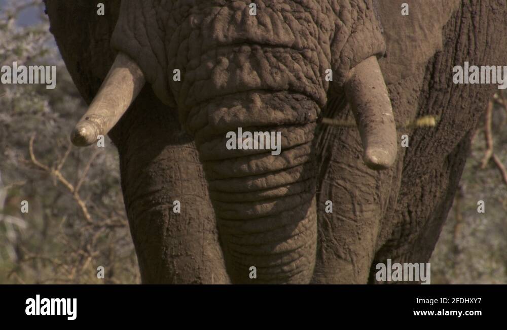 Elephant legs Stock Videos & Footage - HD and 4K Video Clips - Alamy