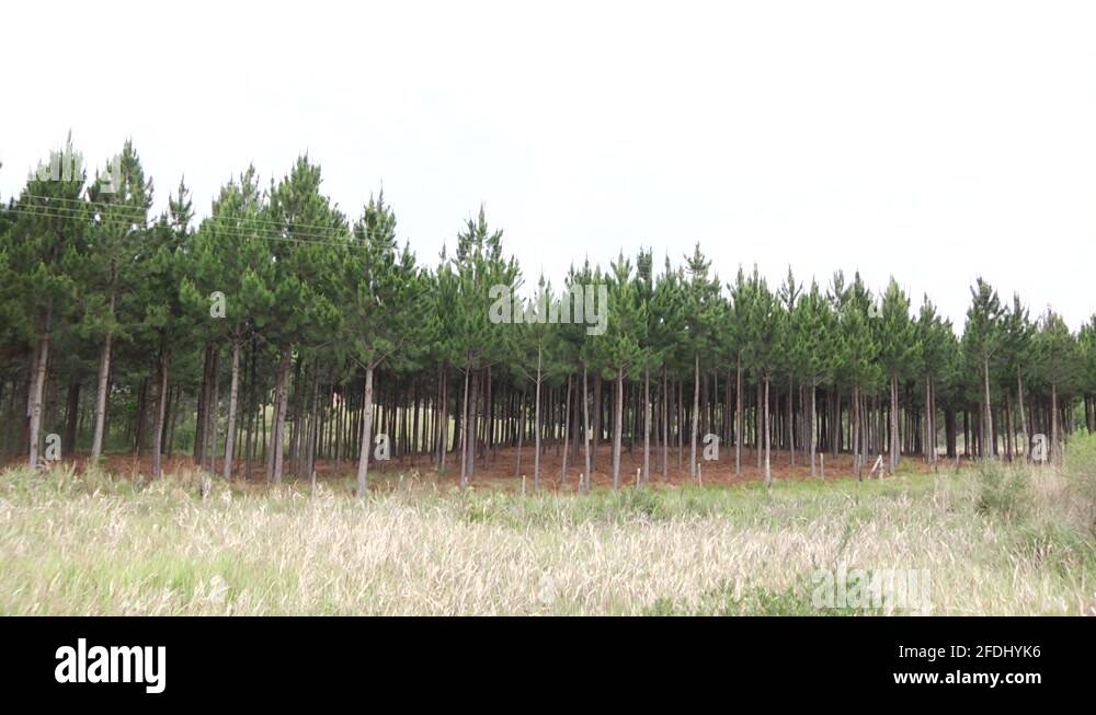 Reforestation brazil Stock Videos & Footage - HD and 4K Video Clips - Alamy