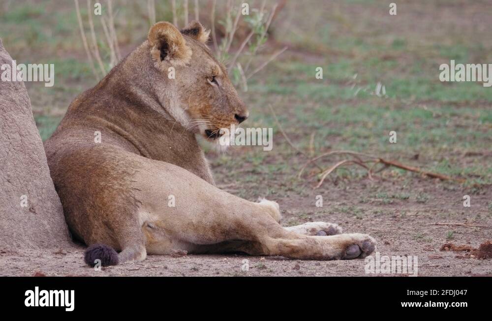 Maneless lion Stock Videos & Footage - HD and 4K Video Clips - Alamy
