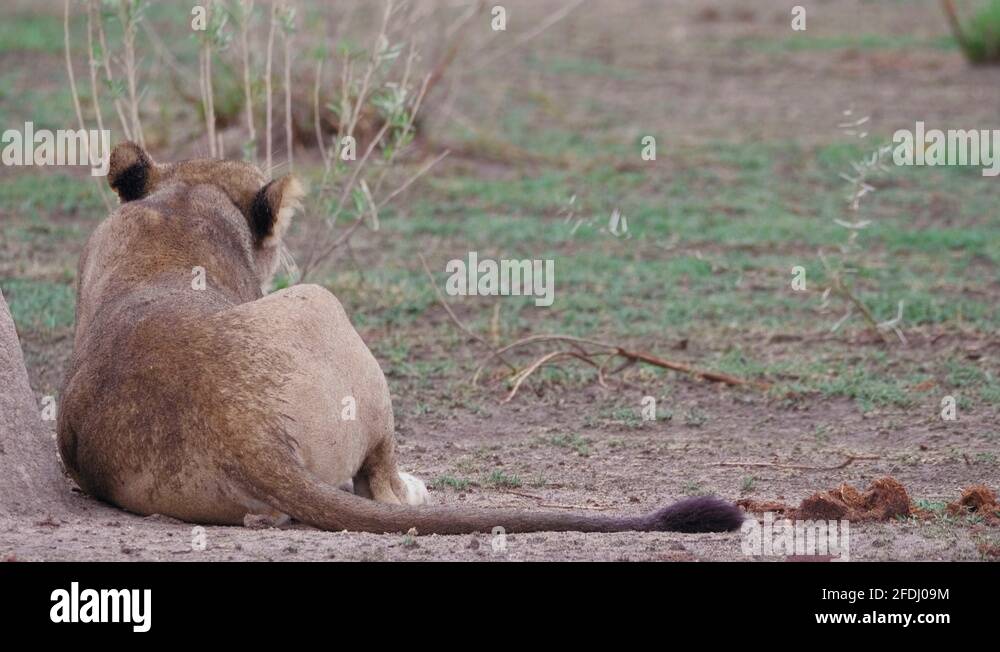 Back view of a lioness roaring and lying on the field in Nxai Pan Stock ...