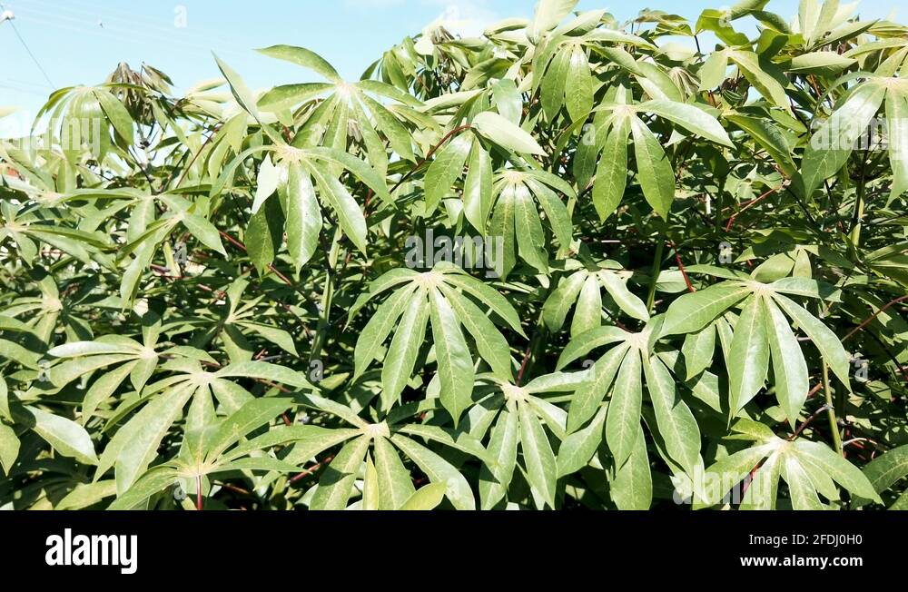 Green leaves cassava on branch tree in the cassava field agriculture ...