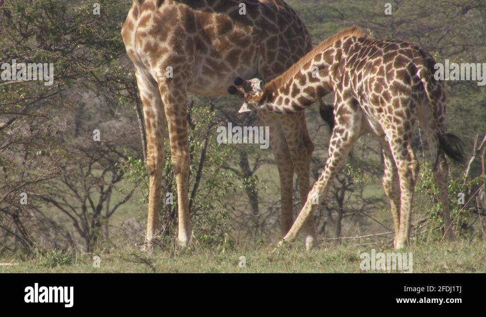Nursing giraffe Stock Videos & Footage - HD and 4K Video Clips - Alamy
