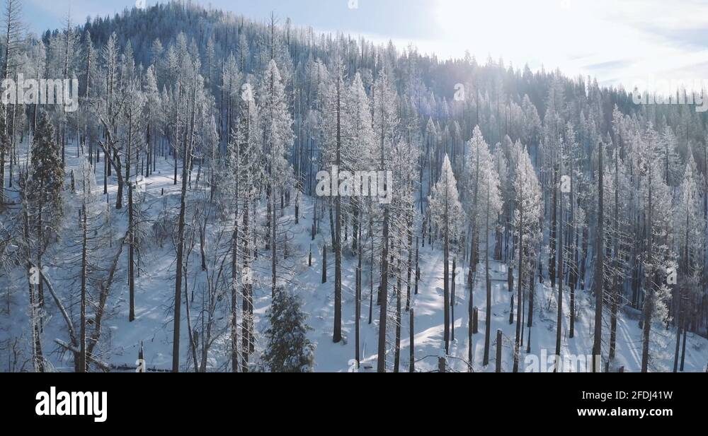Trail snow trees Stock Videos & Footage - HD and 4K Video Clips - Alamy