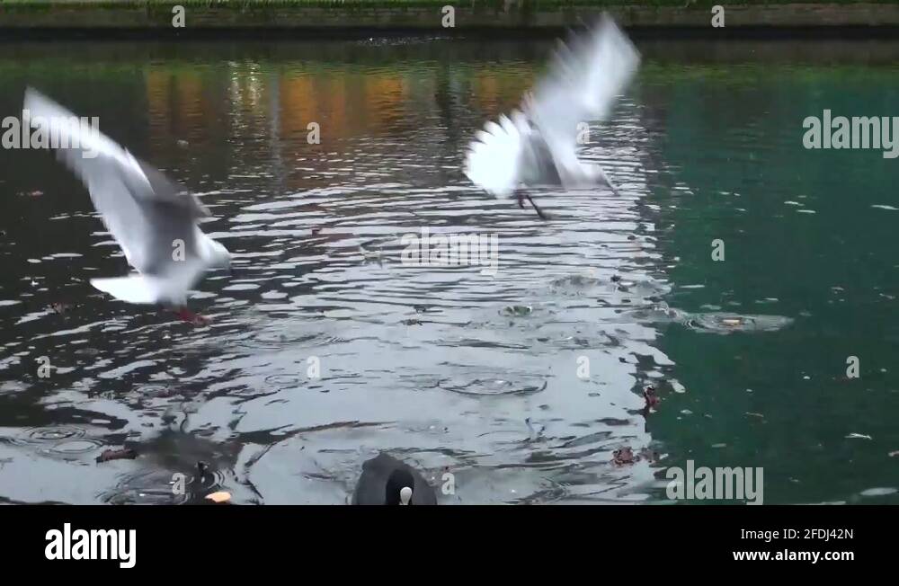 Scary duck Stock Videos & Footage - HD and 4K Video Clips - Alamy