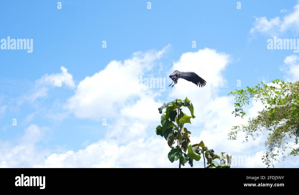 Bird flying above trees Stock Videos & Footage - HD and 4K Video Clips ...