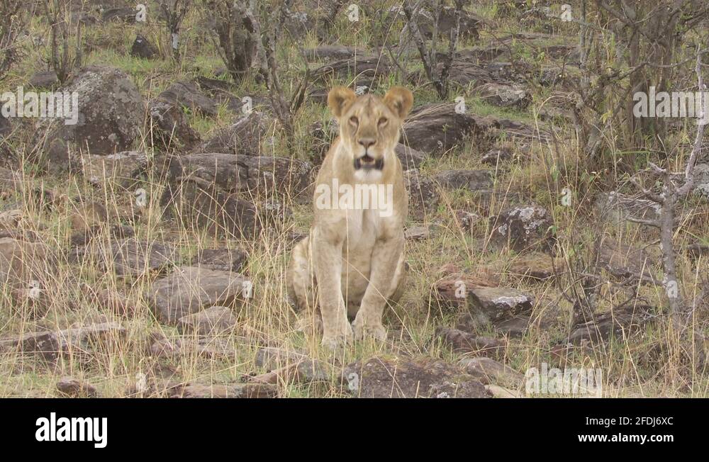 Sitting lion Stock Videos & Footage - HD and 4K Video Clips - Alamy
