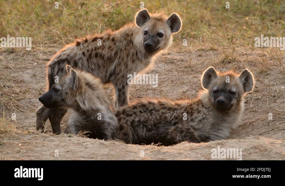 Three spotted hyena siblings near den entrance. Sleepy cub falls asleep ...